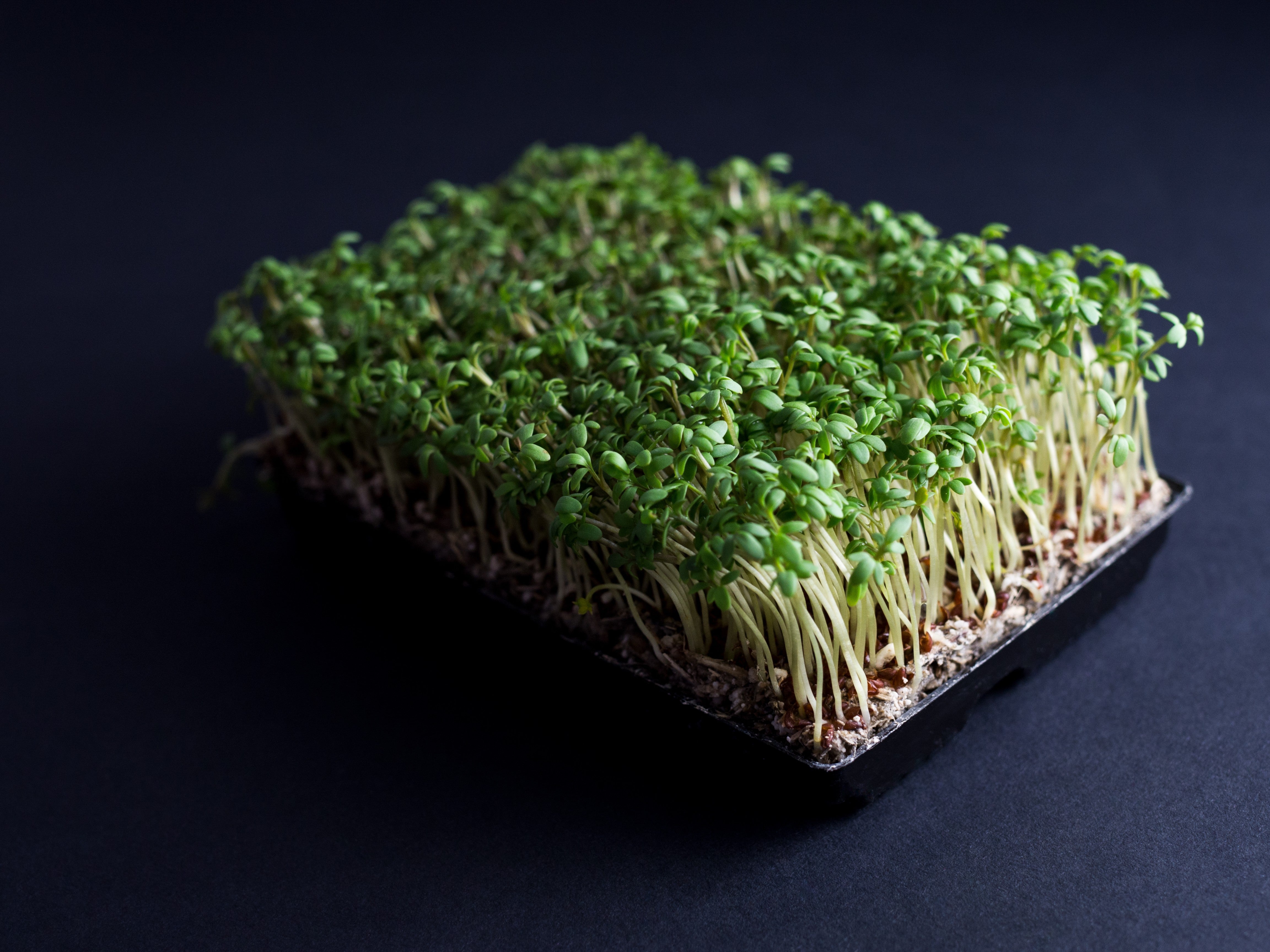 November – Slow grow – Punk Garden AB