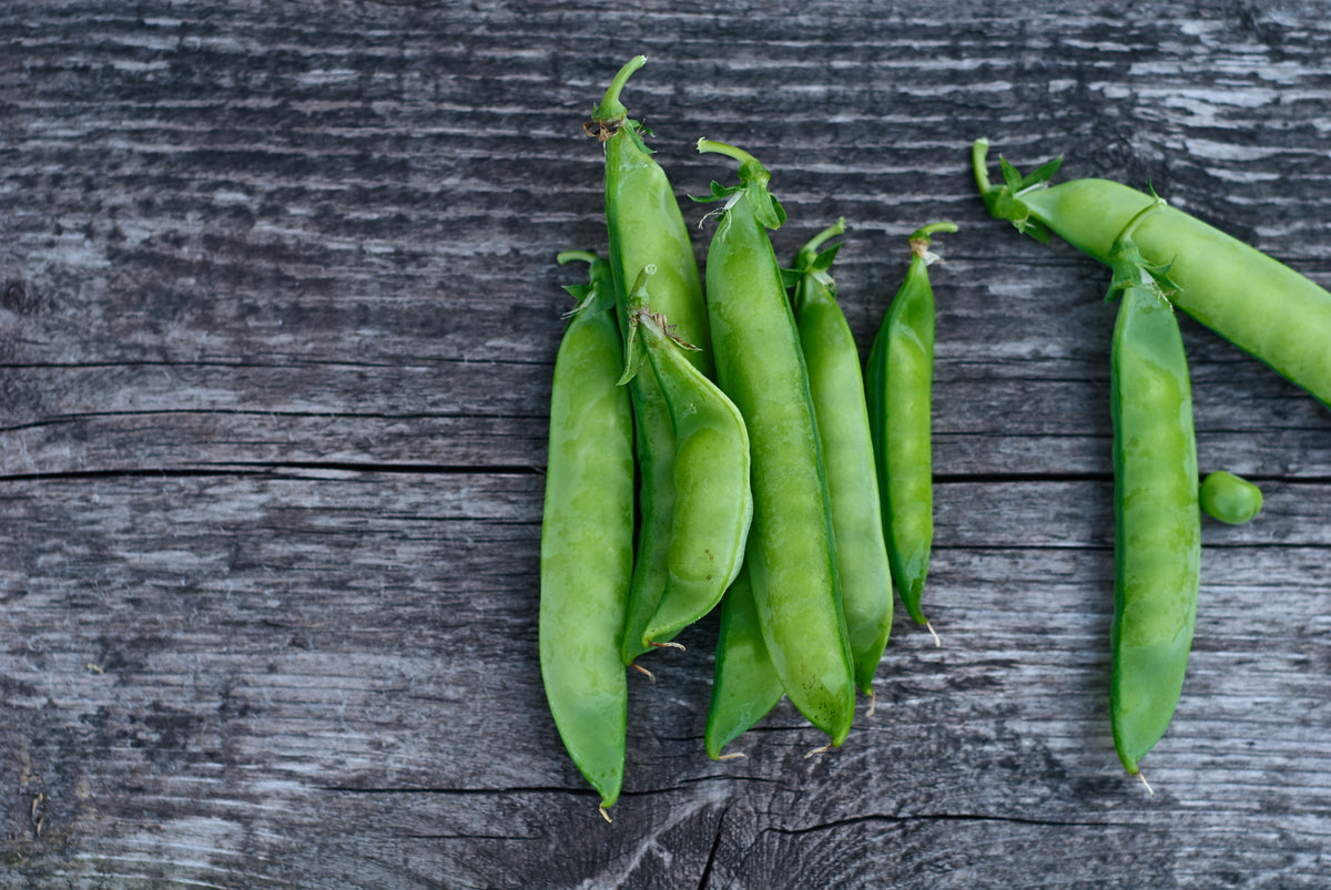 The Ärt-Kit – Punk Garden